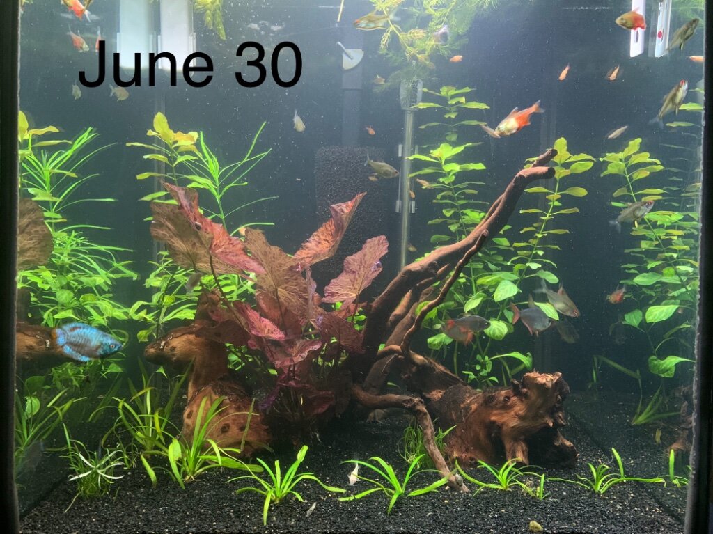 Scaping a Tall Tank - General Chat - Aquarium Co-Op Forum