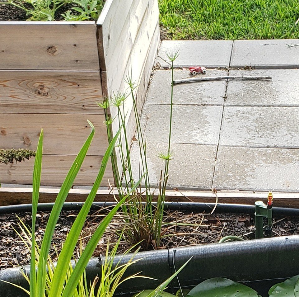 Outside Mini Pond Garden Build Journal - Page 3 - Photos, Videos ...