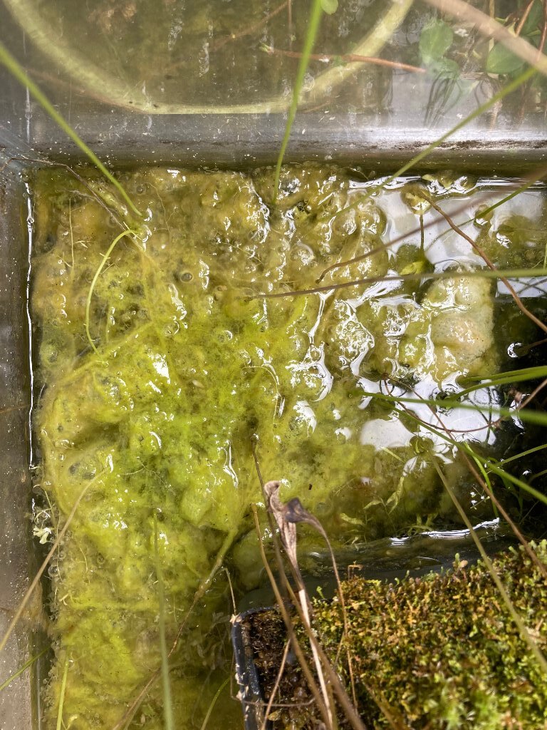 Algae Ecosystem Journal - Photos, Videos & Journals - Aquarium Co-Op Forum