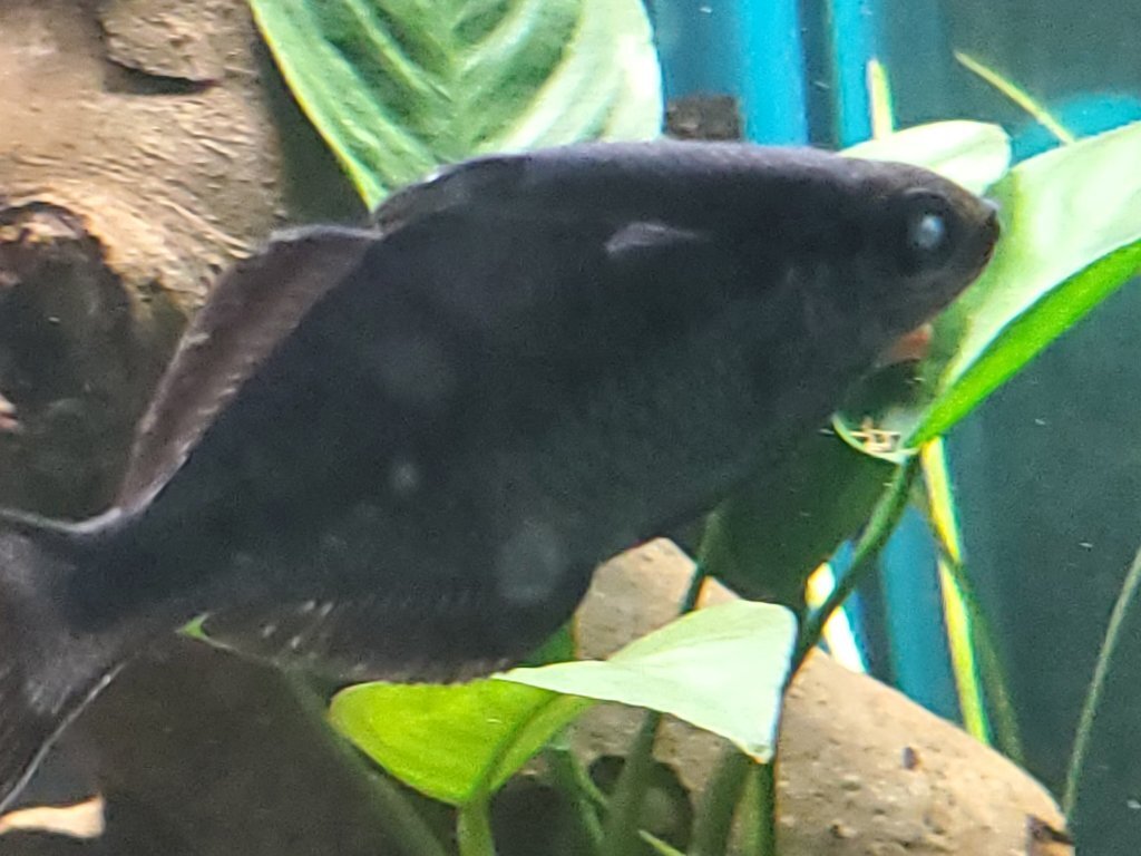 cloudy eyes - Diseases - Aquarium Co-Op Forum