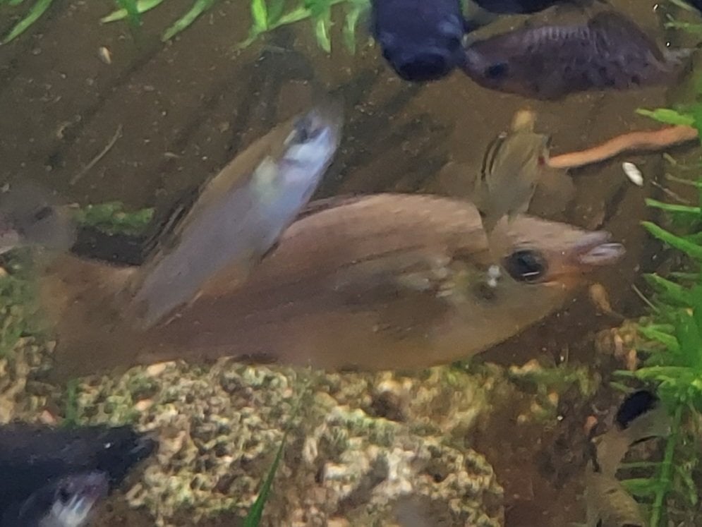 mollie morph project - Fish Breeding - Aquarium Co-Op Forum