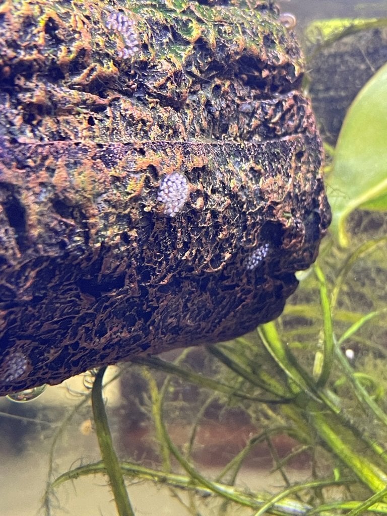 Are these African Dwarf Frog Eggs? - General Chat - Aquarium Co-Op Forum