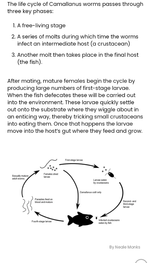 Camallanus worms? - Diseases - Aquarium Co-Op Forum