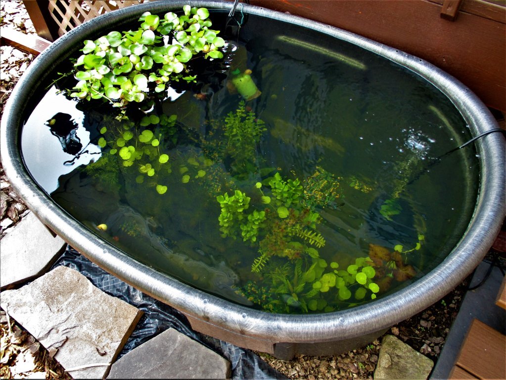Summer Fish Tub Fun 🌞 - Photos, Videos & Journals - Aquarium Co-Op Forum