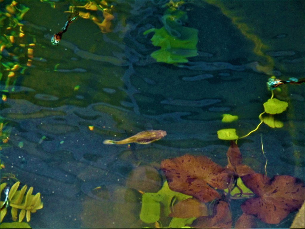 Summer Fish Tub Fun 🌞 - Photos, Videos & Journals - Aquarium Co-Op Forum