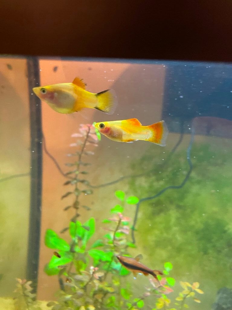 Red Gills on Platies - Diseases - Aquarium Co-Op Forum