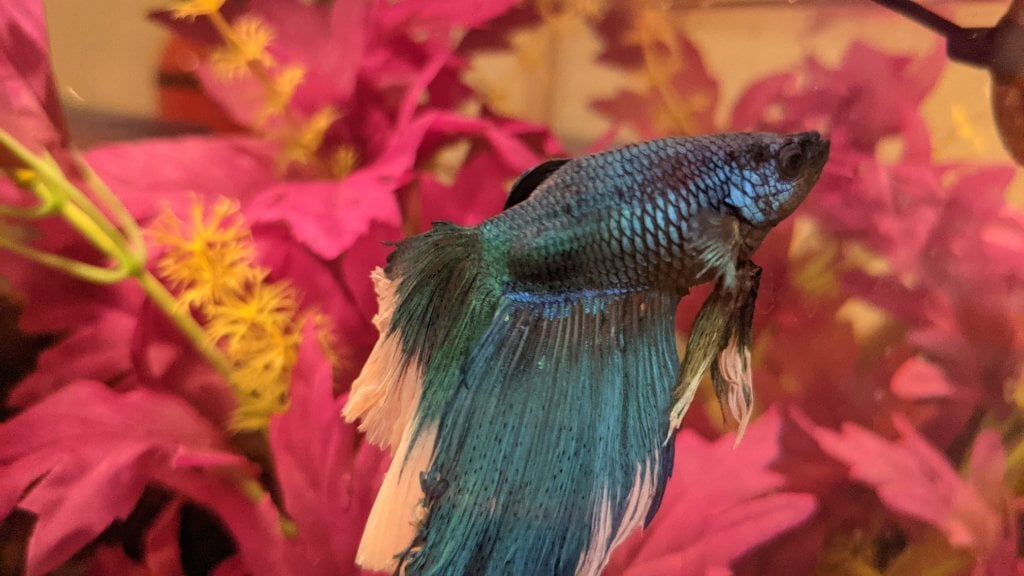 Bloating or pineconing? Betta - Diseases - Aquarium Co-Op Forum