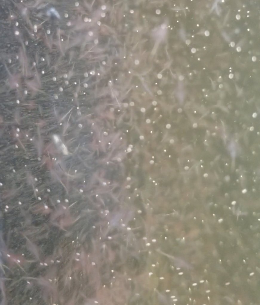 outdoor brine shrimp tub - General Chat - Aquarium Co-Op Forum