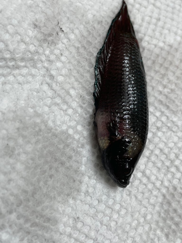 Dead betta from constipation? - Diseases - Aquarium Co-Op Forum