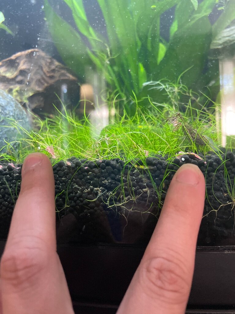 Hatching and raising corydoras fry - Fish Breeding - Aquarium Co-Op Forum