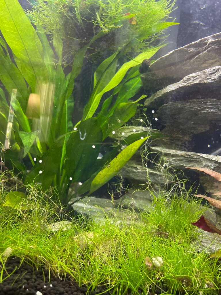 Hatching and raising corydoras fry - Fish Breeding - Aquarium Co-Op Forum