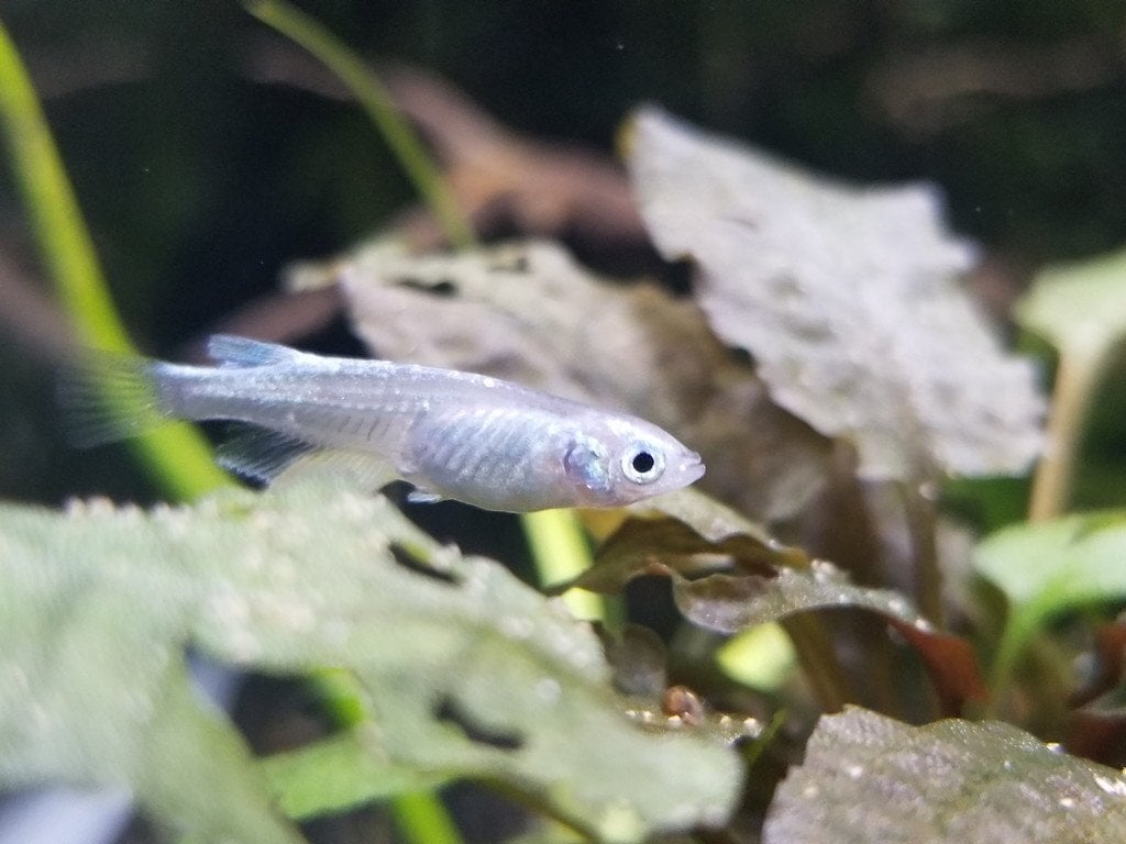 Rice fish varieties - General Chat - Aquarium Co-Op Forum