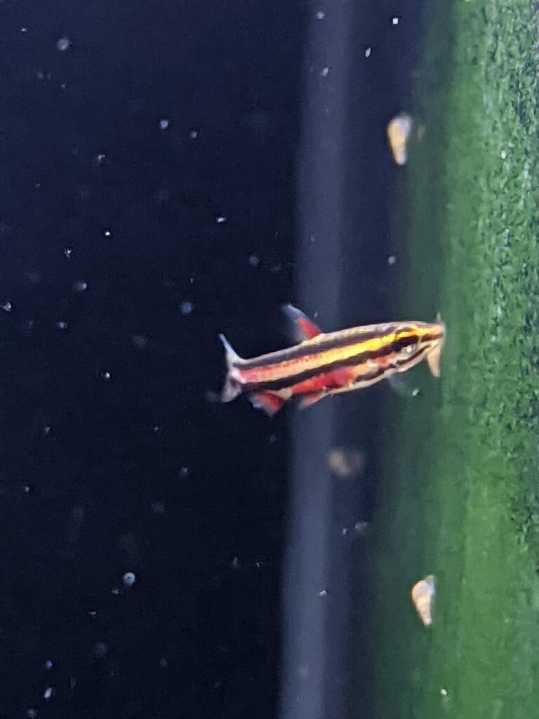 New fish for the week of 7/5-7/11 - Washington - Aquarium Co-Op Forum