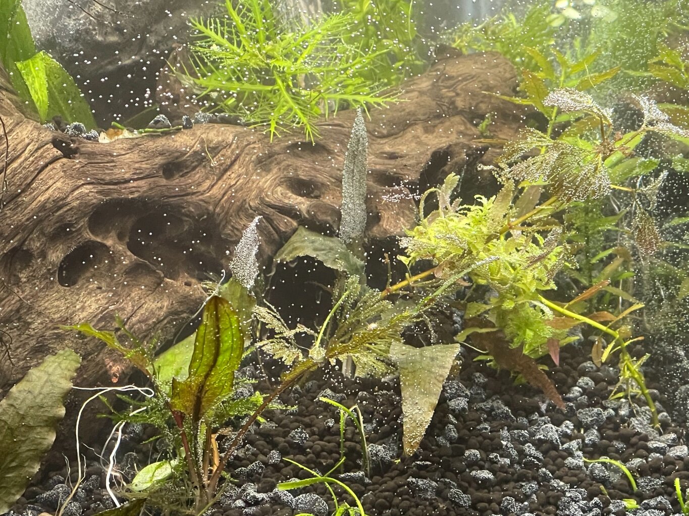 Aqueon 15 g Column Tank - General Chat - Aquarium Co-Op Forum