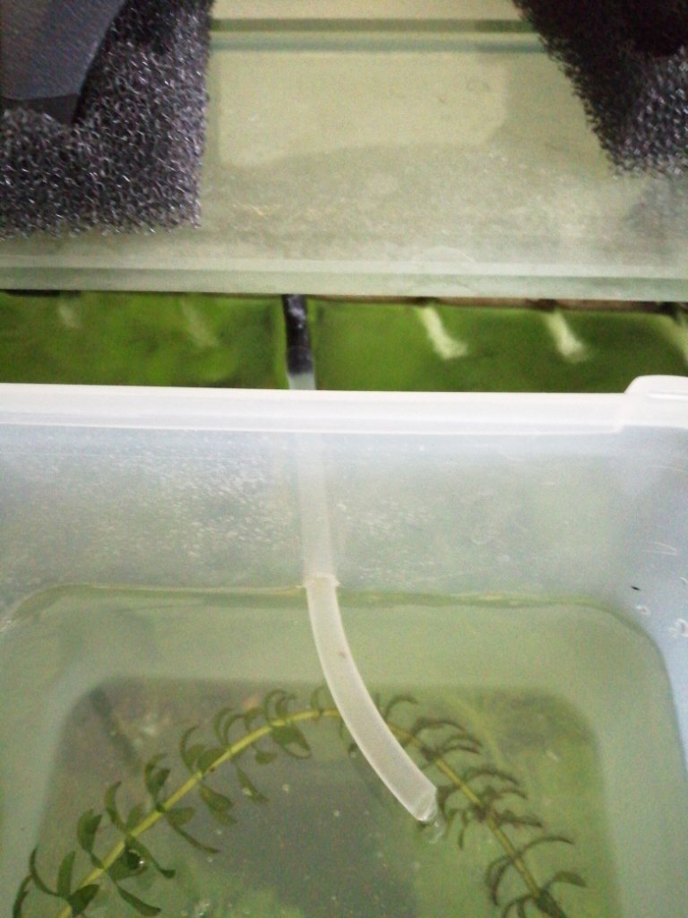 Raising Fry - Fish Breeding - Aquarium Co-Op Forum