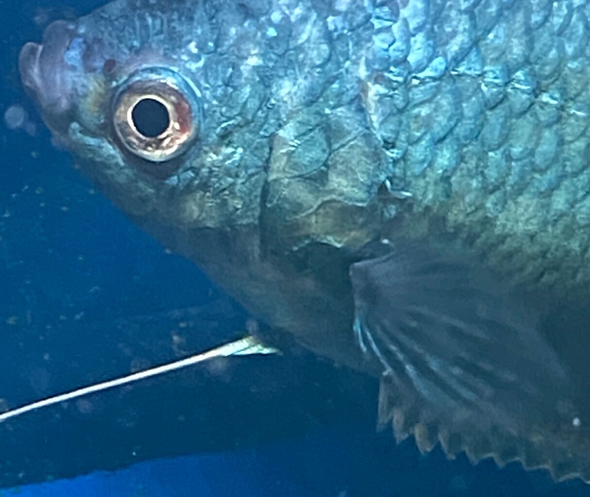 Found a white thin flap on fish’s gills - Diseases - Aquarium Co-Op Forum