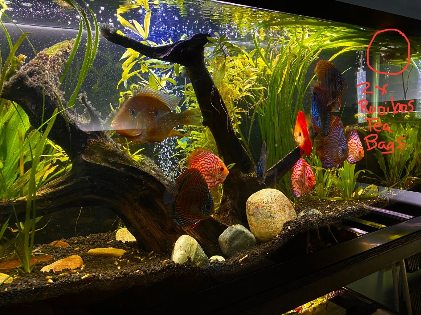 Easy Tannins - General Chat - Aquarium Co-Op Forum