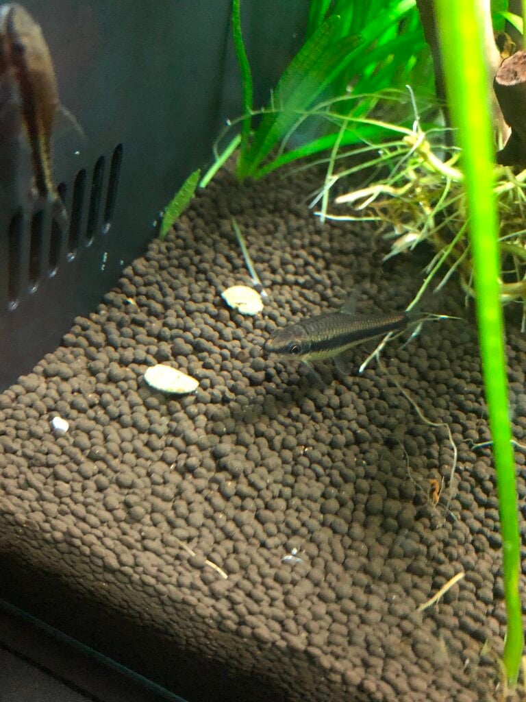 Siamese Algae Eater Aggression - General Chat - Aquarium Co-Op Forum