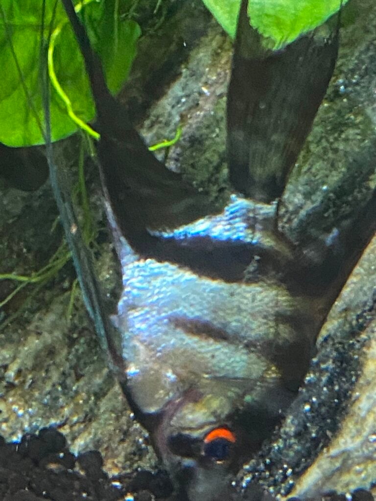 Ich? - Diseases - Aquarium Co-Op Forum