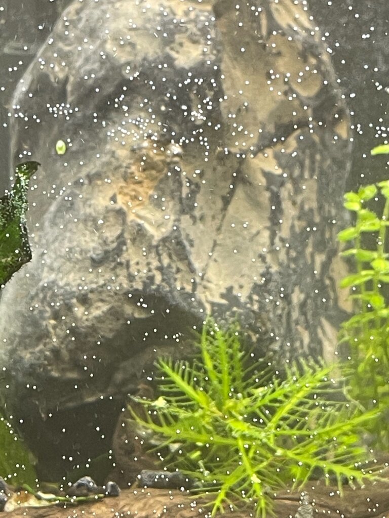 Aqueon 15 g Column Tank - General Chat - Aquarium Co-Op Forum
