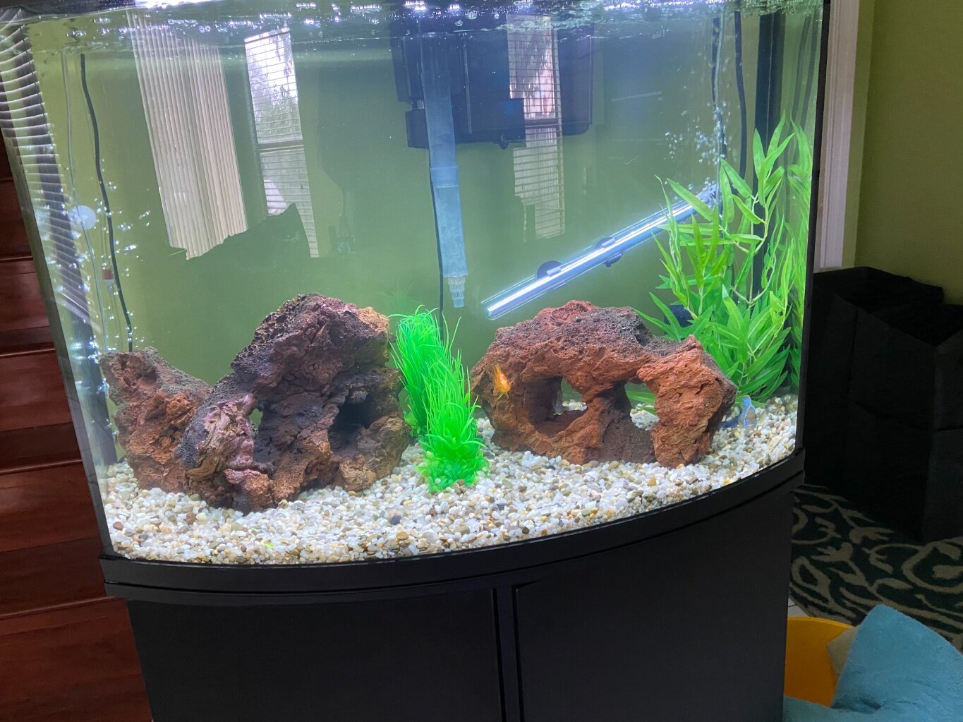 Love staring at my fish tank - General Chat - Aquarium Co-Op Forum