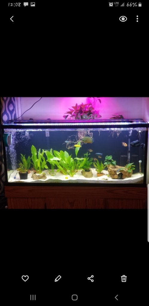 Grow light above tank! - Plants, Algae, and Fertilizers - Aquarium Co ...