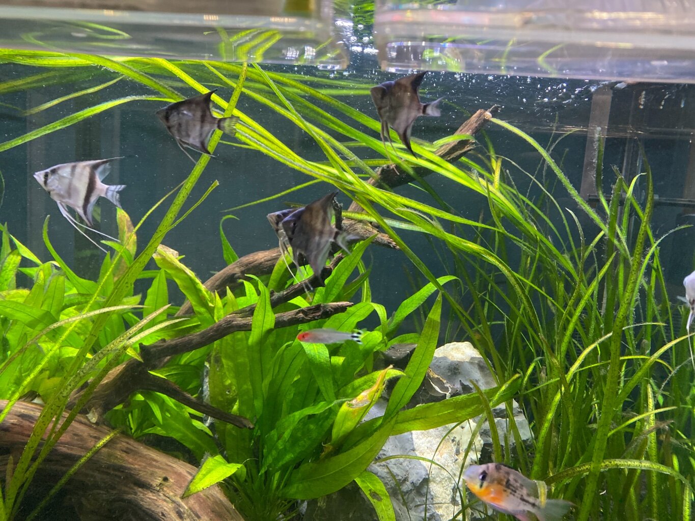 Angelfish disease - Diseases - Aquarium Co-Op Forum