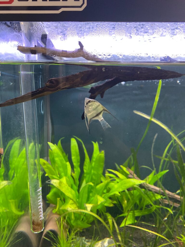 Angelfish disease - Diseases - Aquarium Co-Op Forum