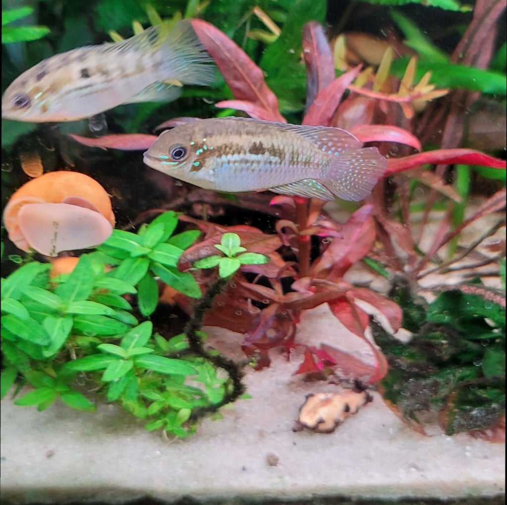Purple Freshwater Fish For Aquarium