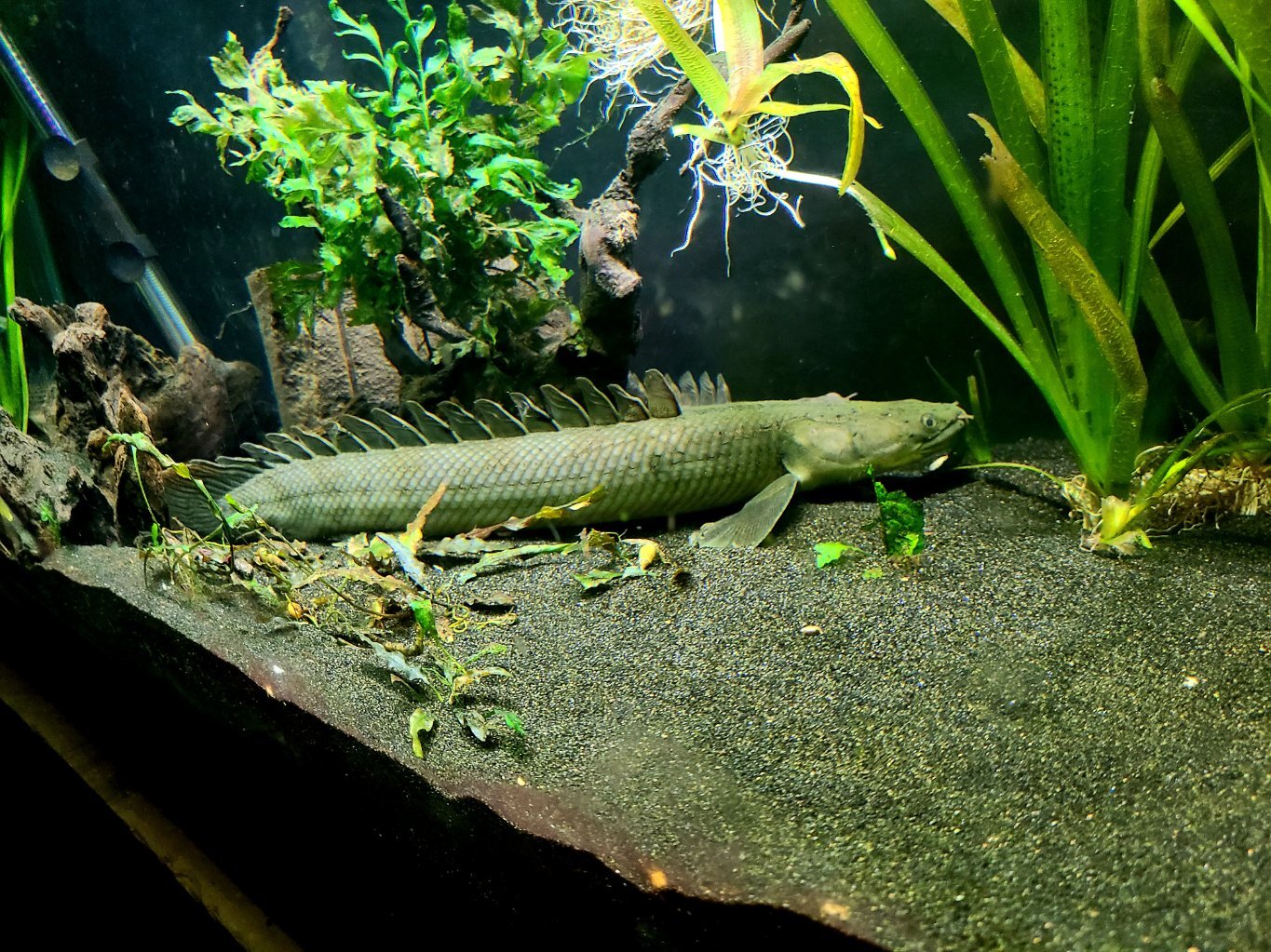 Predator tank - Photos, Videos & Journals - Aquarium Co-Op Forum