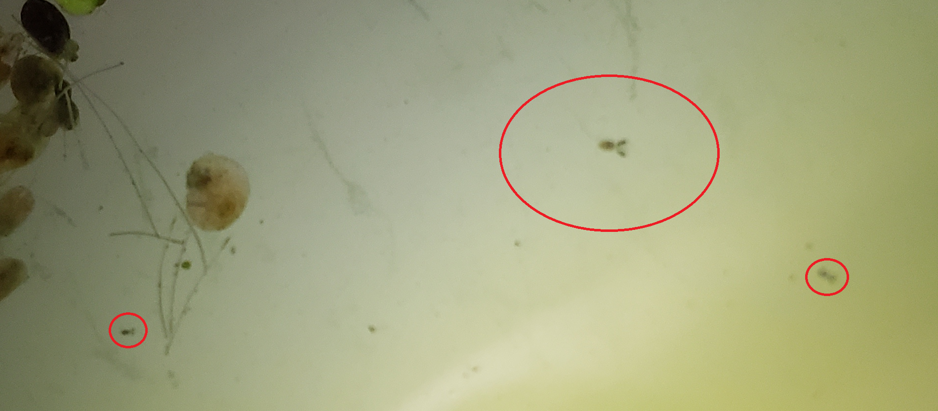Microfauna Identification - General Chat - Aquarium Co-Op Forum