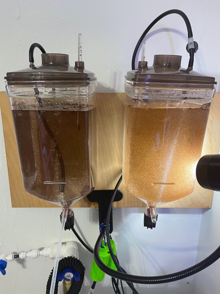 Unexpected cherry barb fry! - Fish Breeding - Aquarium Co-Op Forum