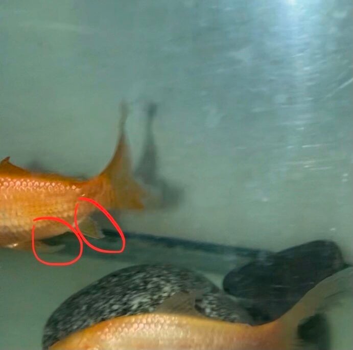 Goldfish Fin Rot-- Salt and Carbon Filter? - Diseases - Aquarium Co-Op ...