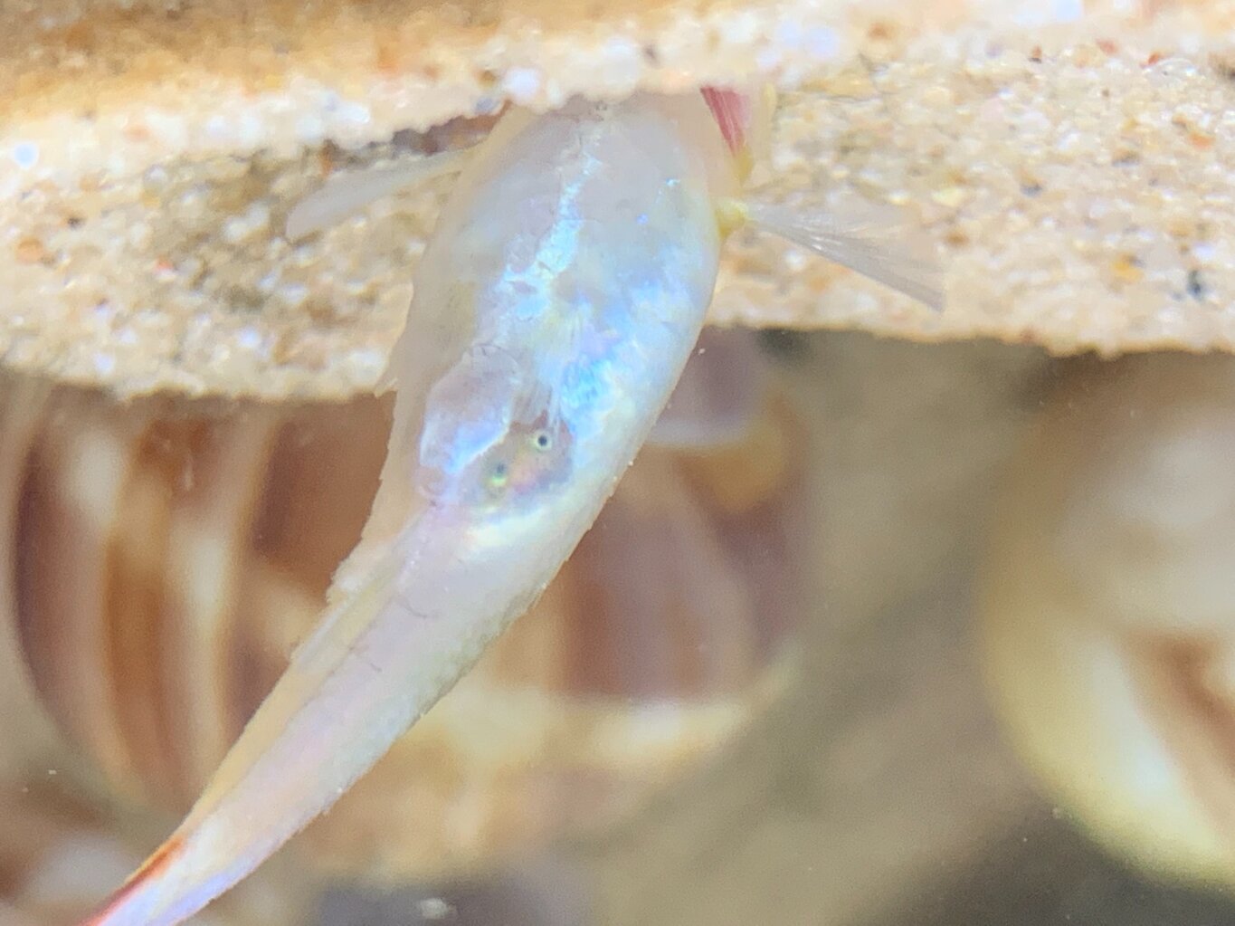 Guppy floating face down - Diseases - Aquarium Co-Op Forum