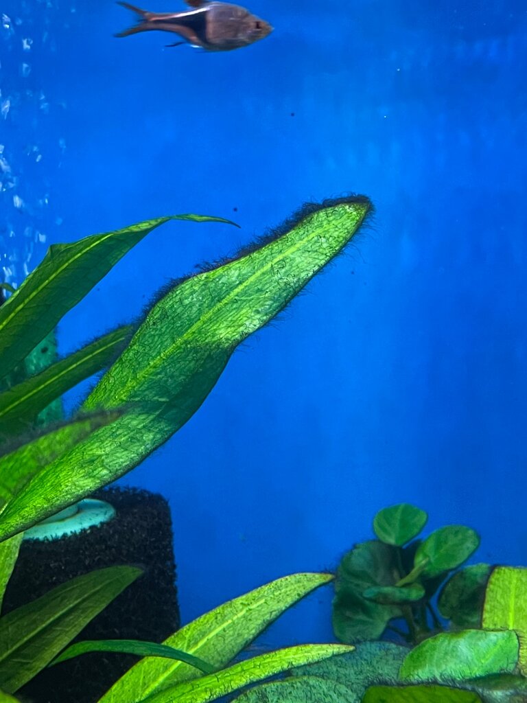 Hurricane Ida - Plants, Algae, and Fertilizers - Aquarium Co-Op Forum