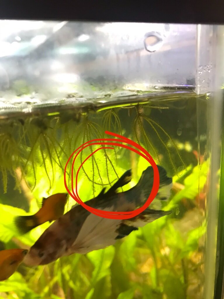 Invert Safe Fin Rot Treatments? - Diseases - Aquarium Co-Op Forum