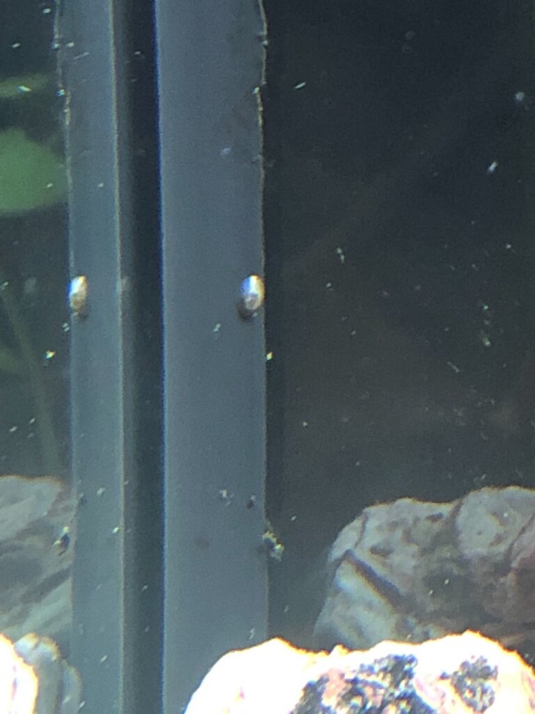 Baby nerite snail? - Fish Breeding - Aquarium Co-Op Forum