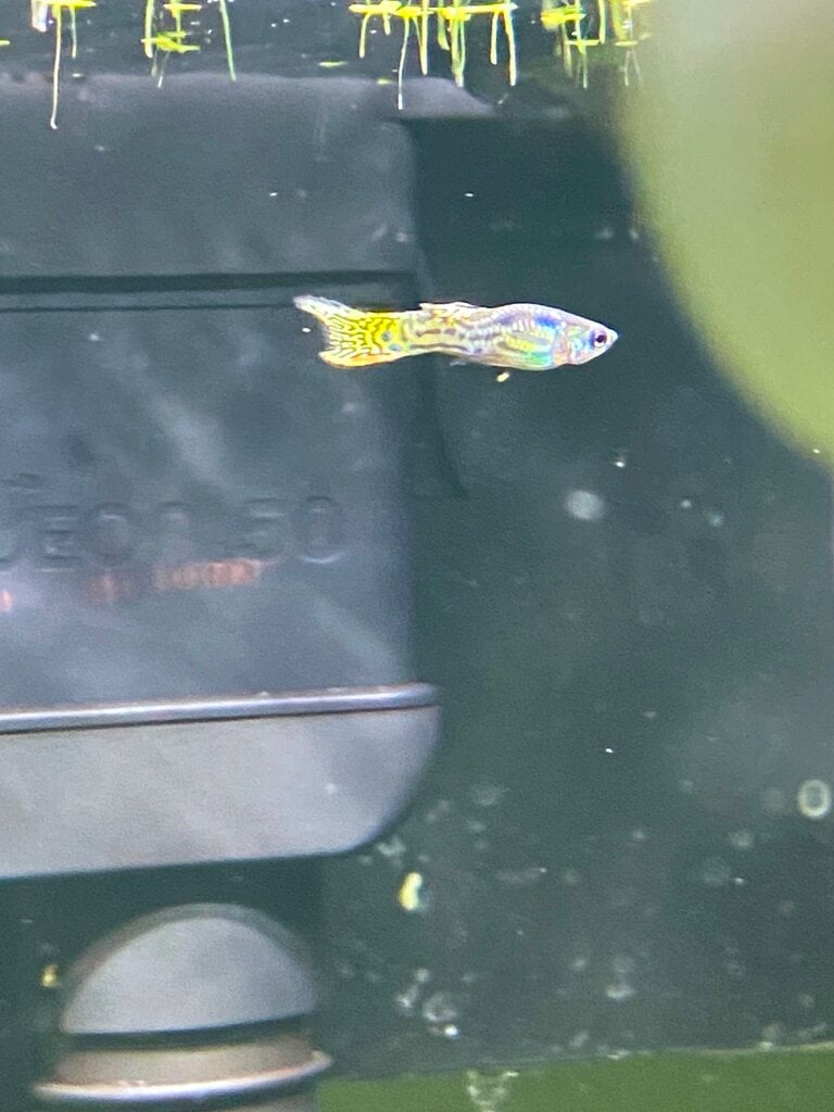 Guppy Bent Spine Diagnosis - Diseases - Aquarium Co-Op Forum