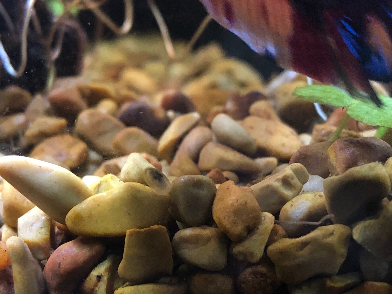 Baby nerite snail? - Fish Breeding - Aquarium Co-Op Forum