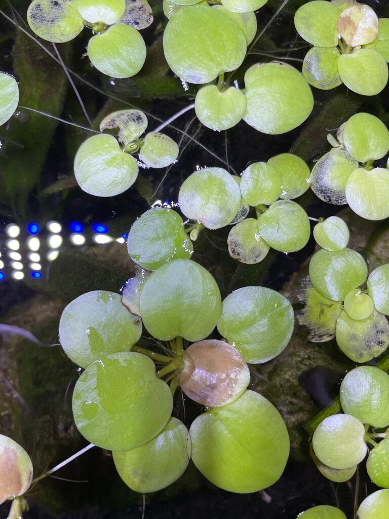 Amazon Frogbit Help - Plants, Algae, and Fertilizers - Aquarium Co-Op Forum