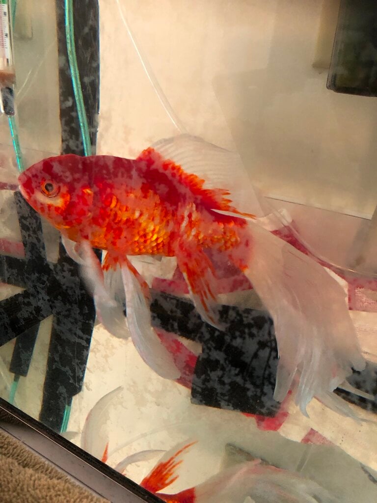 Help - Goldfish with Red Streaks In Tail and Bottom Fins - Diseases ...