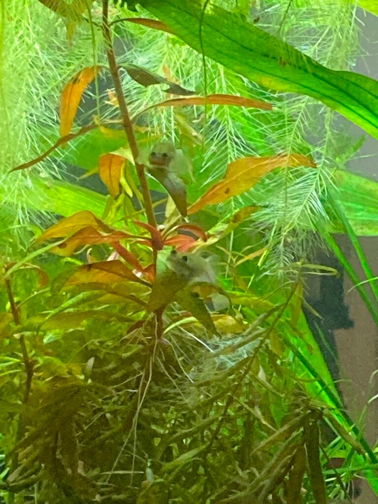 Lipstick Goby's Diet - General Chat - Aquarium Co-Op Forum