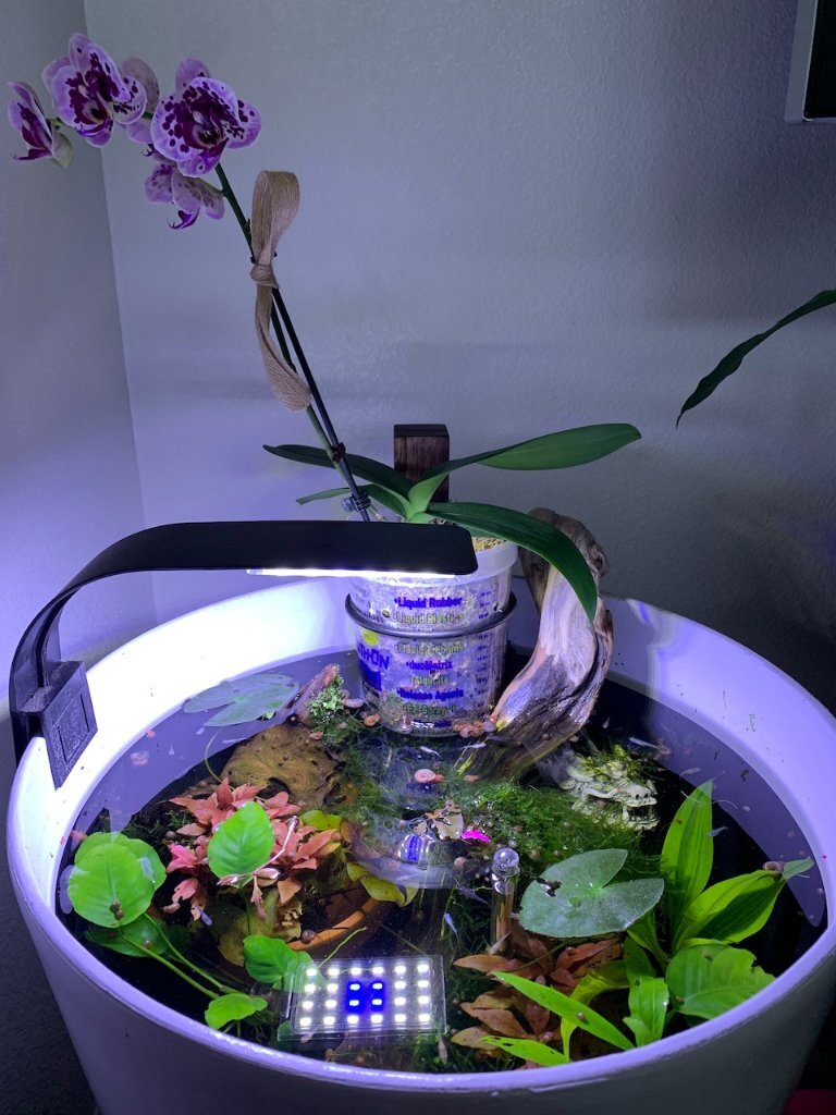 Orchid Aquarium Planter - Plants, Algae, and Fertilizers - Aquarium Co ...