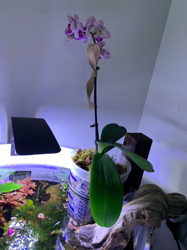 Orchid Aquarium Planter - Plants, Algae, and Fertilizers - Aquarium Co ...