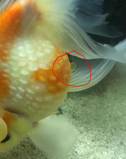 Cyst/Bubble on Goldfish - Diseases - Aquarium Co-Op Forum