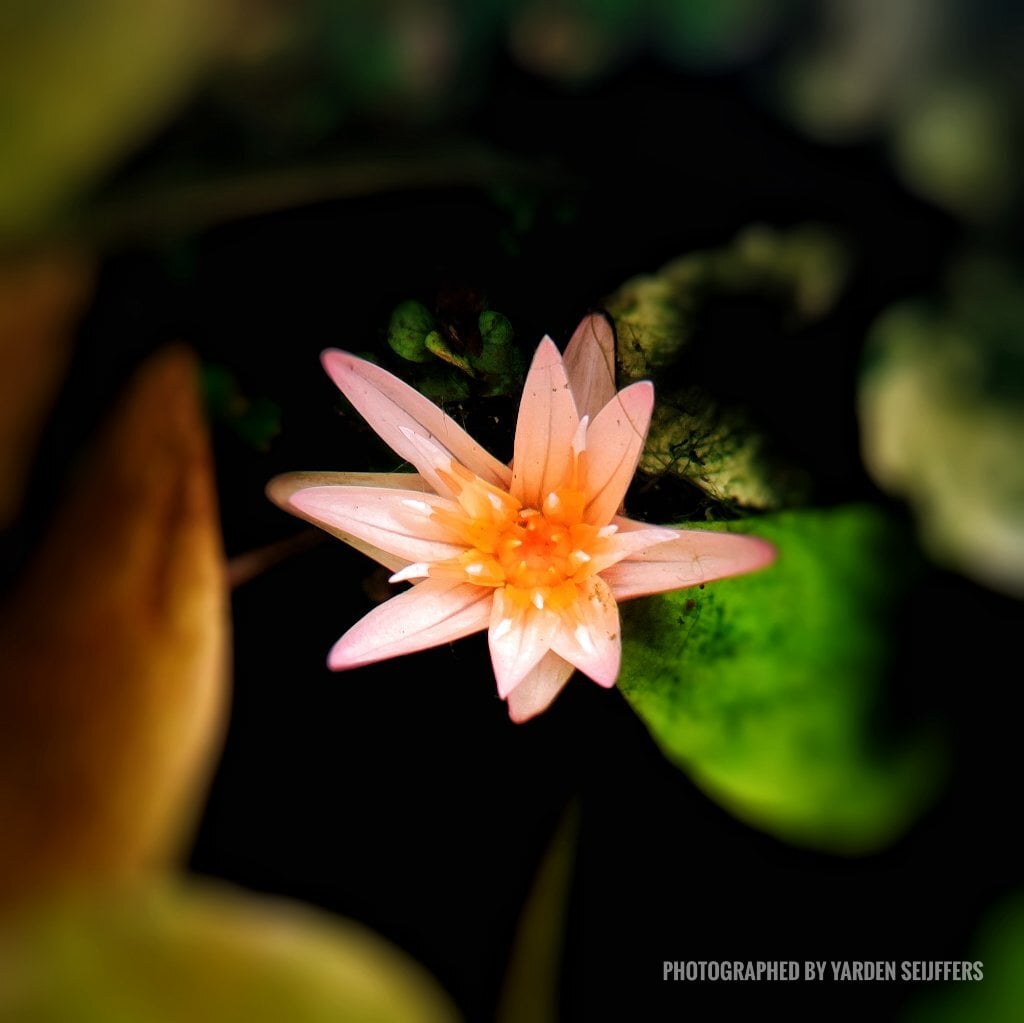 Submerged Lily Flower - Photos, Videos & Journals - Aquarium Co-Op Forum