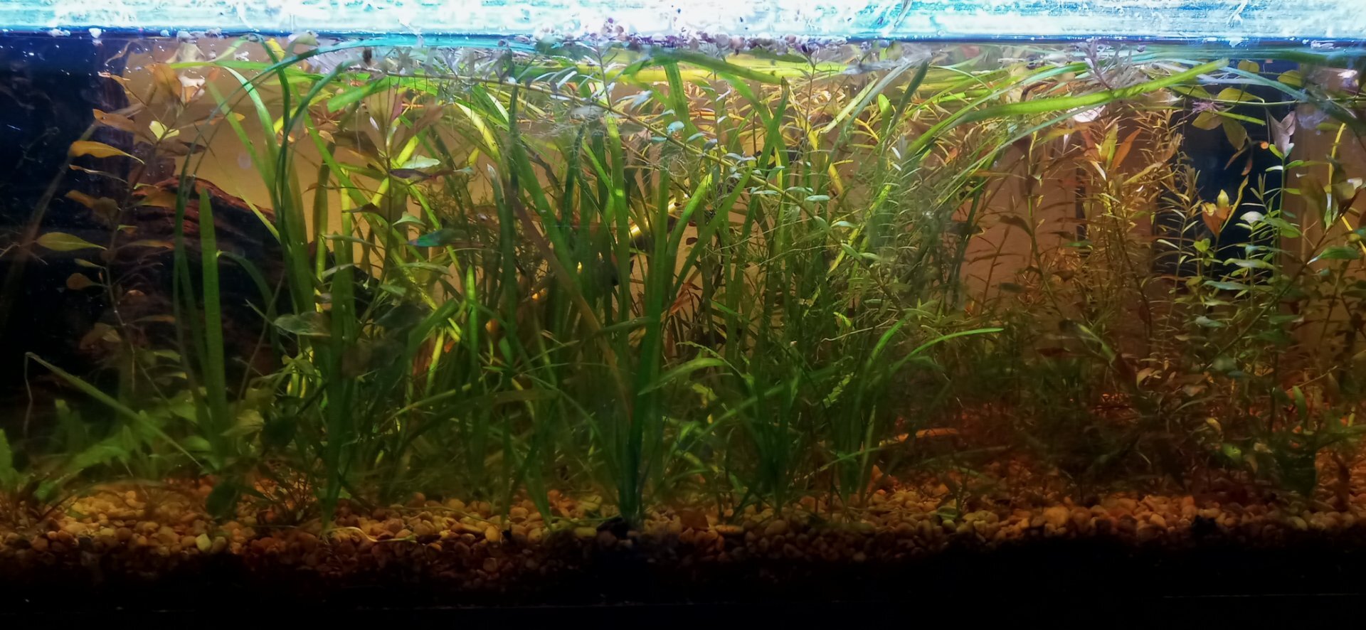 Balancing planted tanks - Plants, Algae, and Fertilizers - Aquarium Co ...