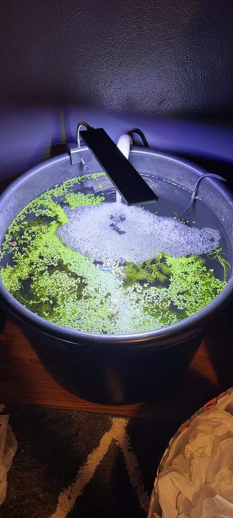 Muck Bucket pond - General Chat - Aquarium Co-Op Forum