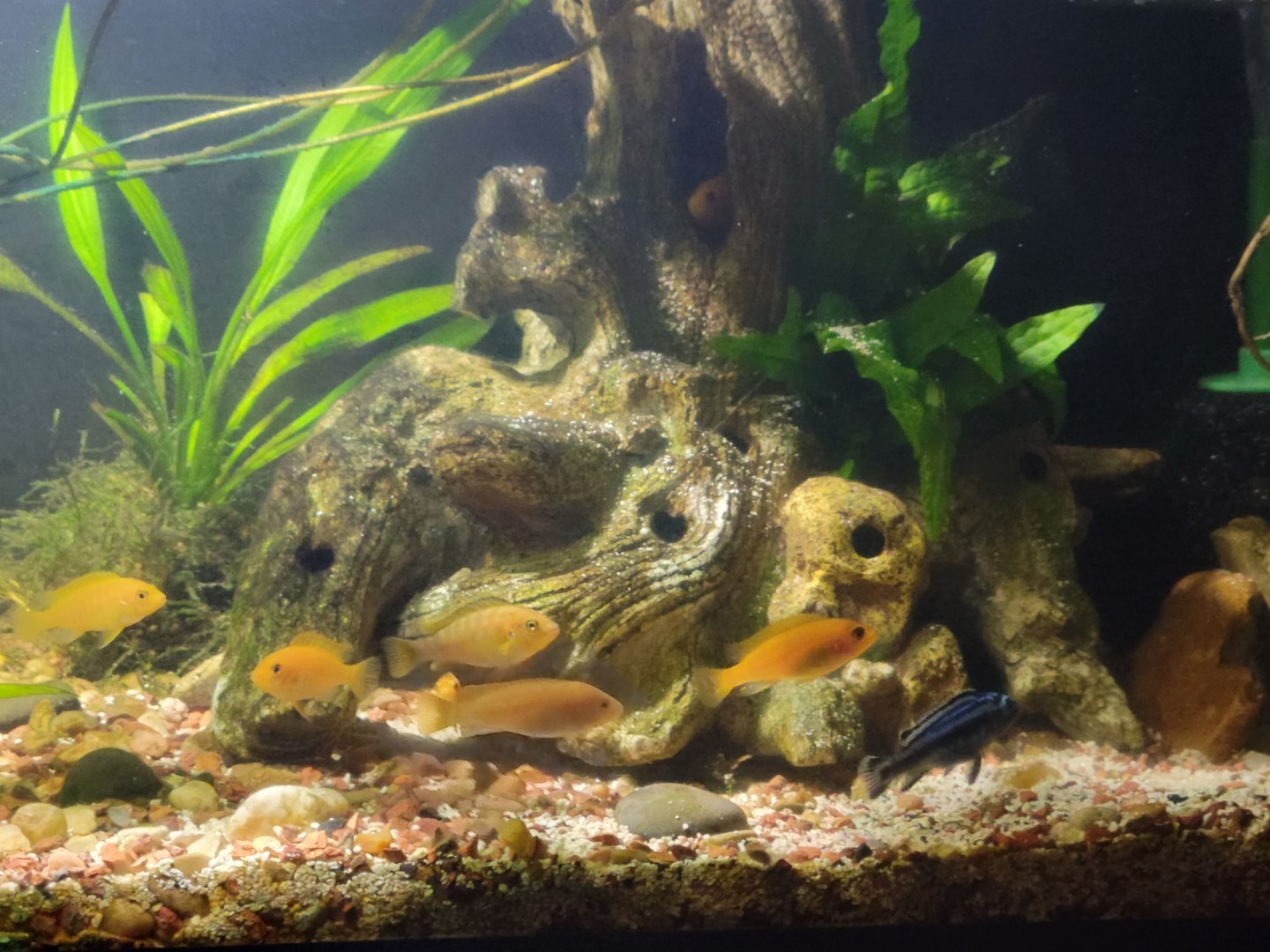 2 months in baby mbuna update! - Fish Breeding - Aquarium Co-Op Forum