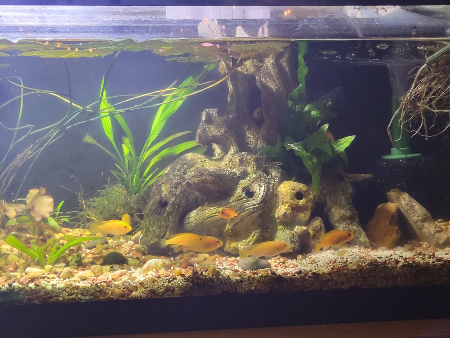 2 months in baby mbuna update! - Fish Breeding - Aquarium Co-Op Forum